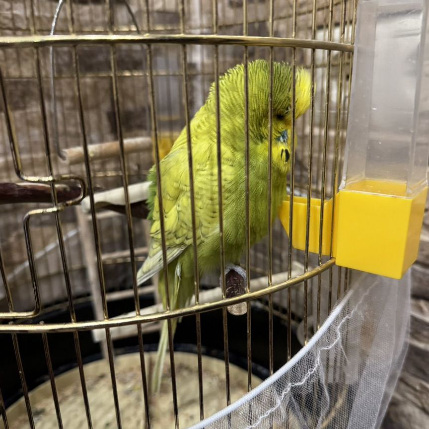 Говорящий попугай