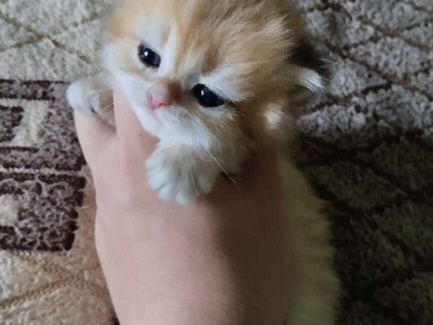 Шикарные котята британской золотой шиншиллы