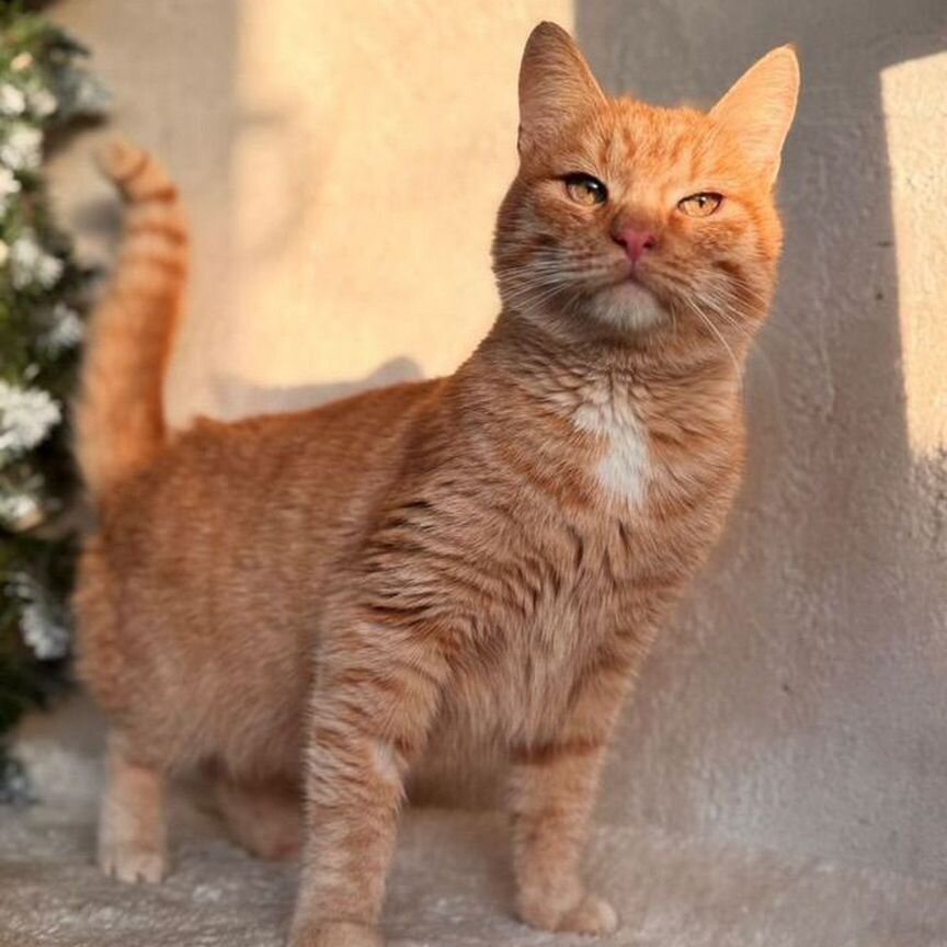 Кот рыжий