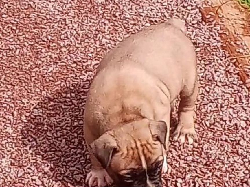 Американский булли в любимцы