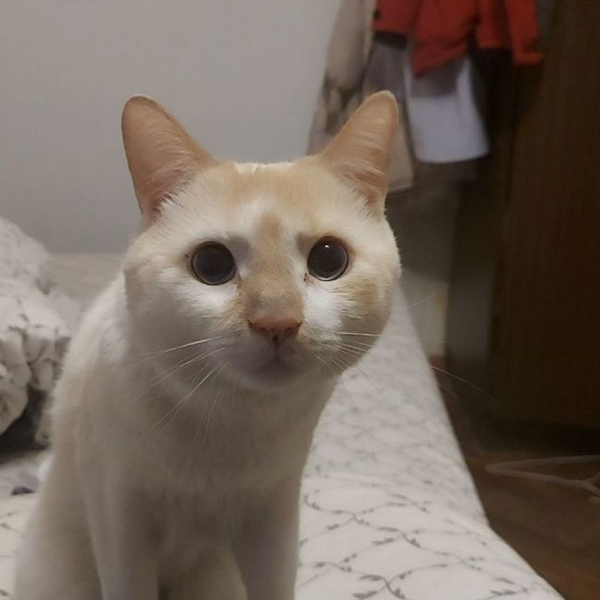 Кот в добрые руки
