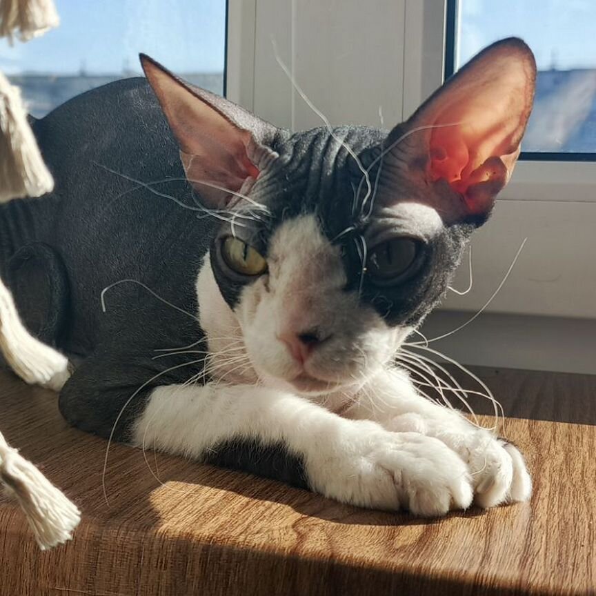 Канадский сфинкс котёнок