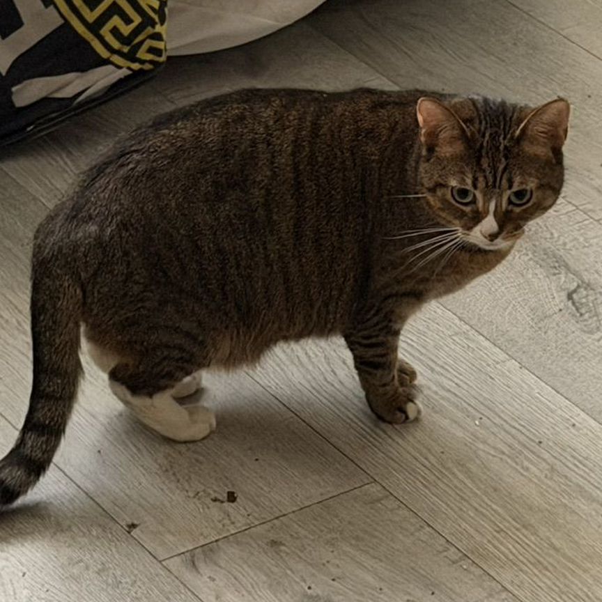 Взрослая, кошка в добрые руки