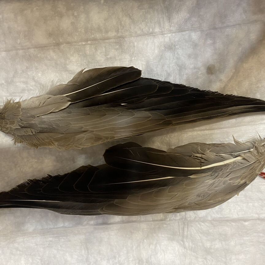 Крыло серого гуся, белой и цветной утки