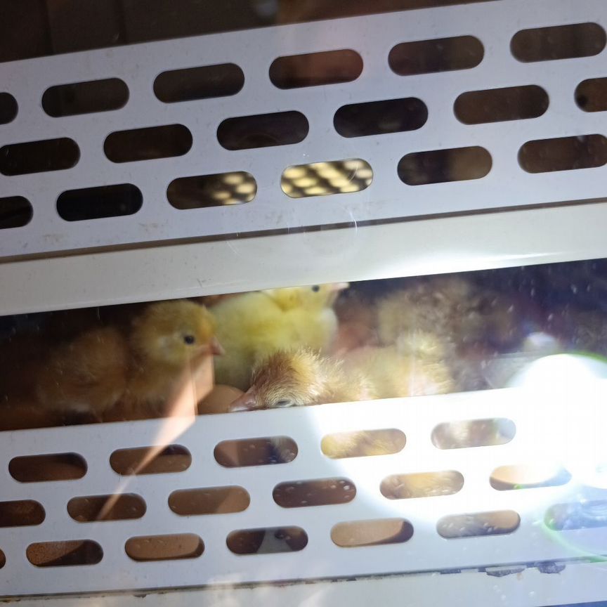 Цыпленок петушки 2 недели