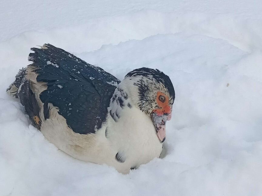Селезень индоутки