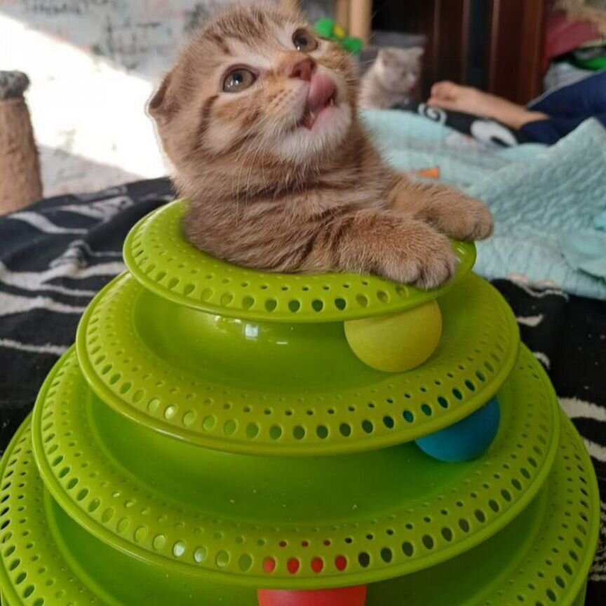 Шотландский вислоухий