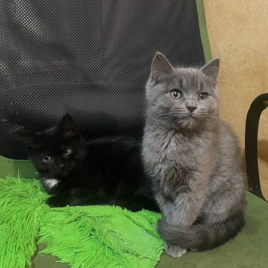 2 кошечки красавицы в добрые руки
