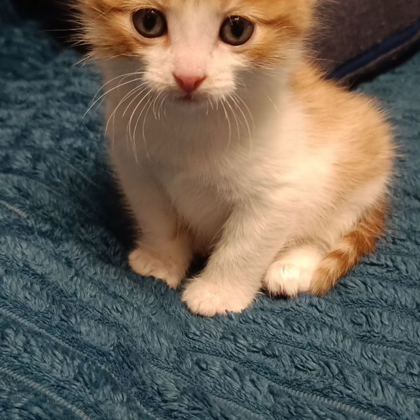 Котенок в добрые руки