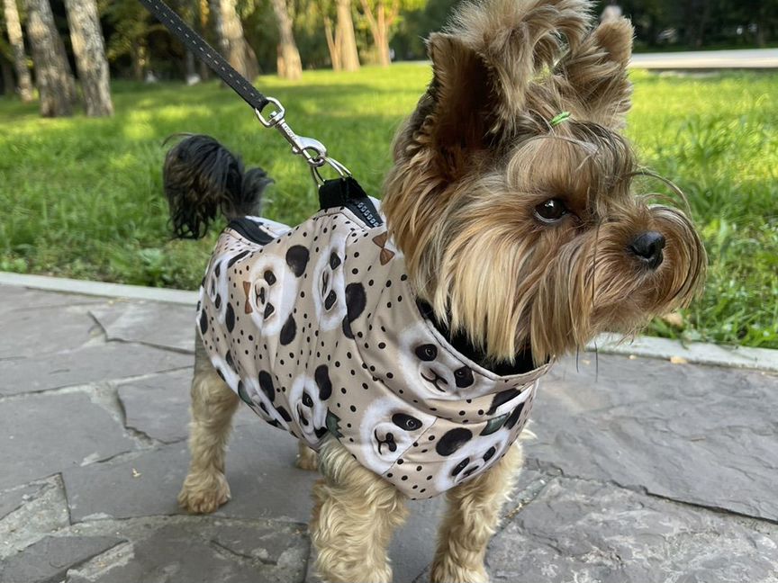 Жилетка для собак