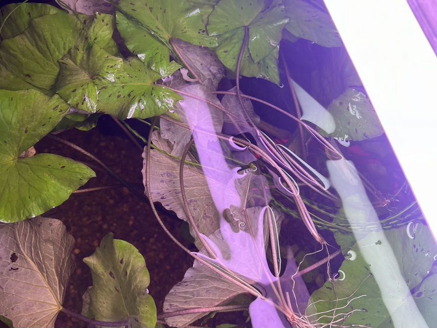 Нимфея тигровая зелёная