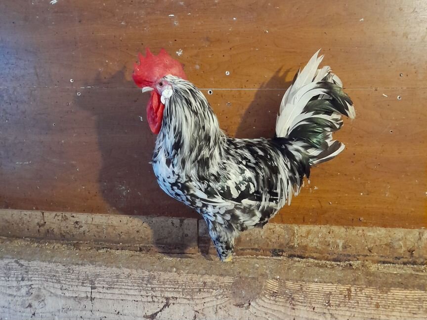 Куры несушки легорн долматинец