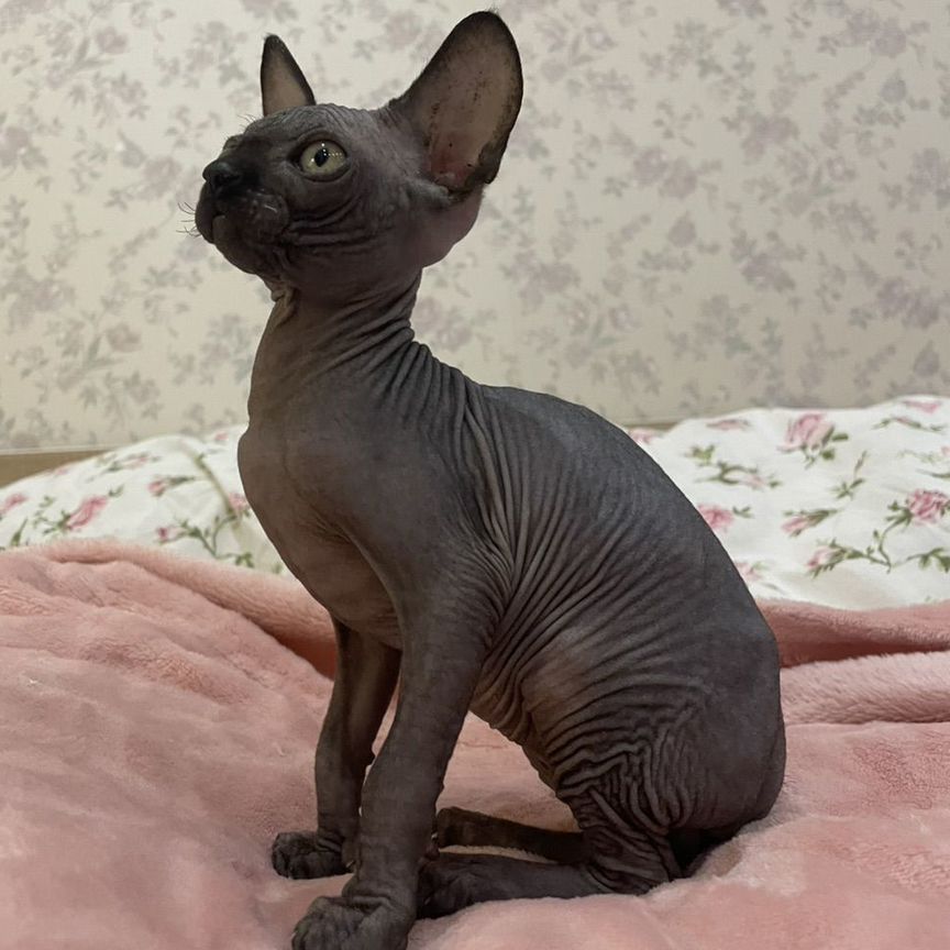 Канадский сфинкс котенок