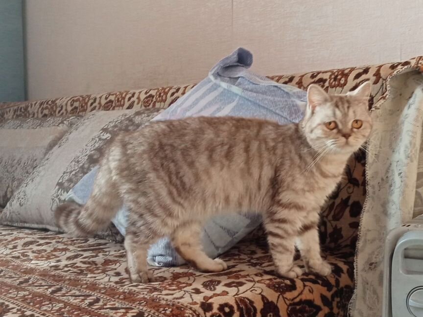 Кошки
