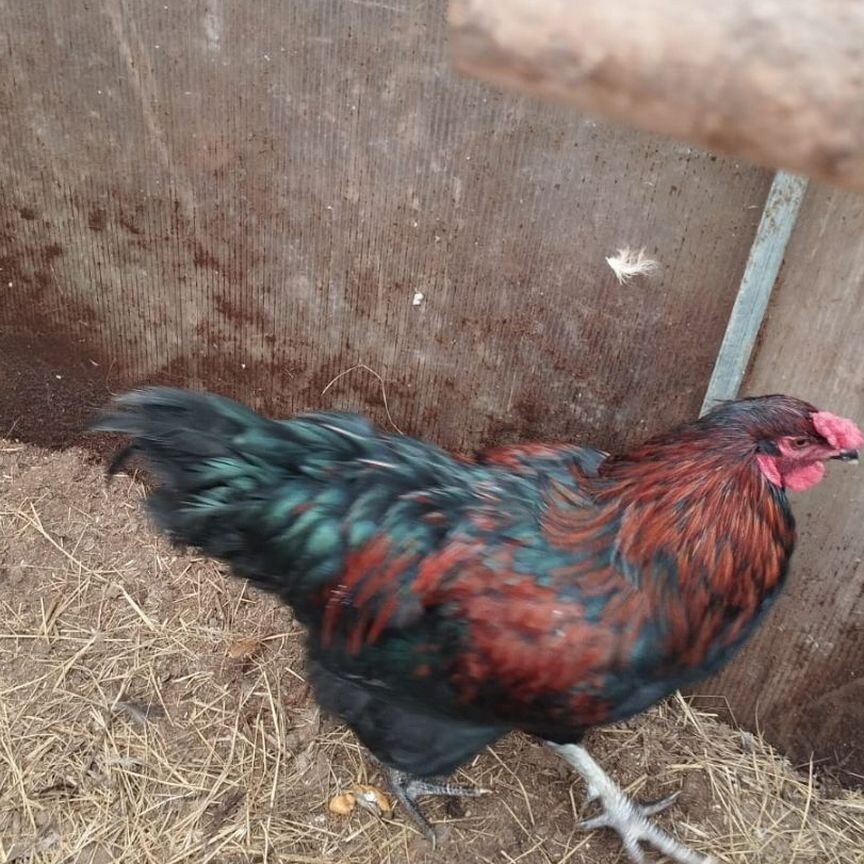 Молодые петухи