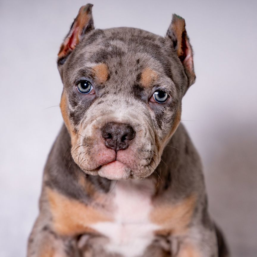 Американский булли, щенок