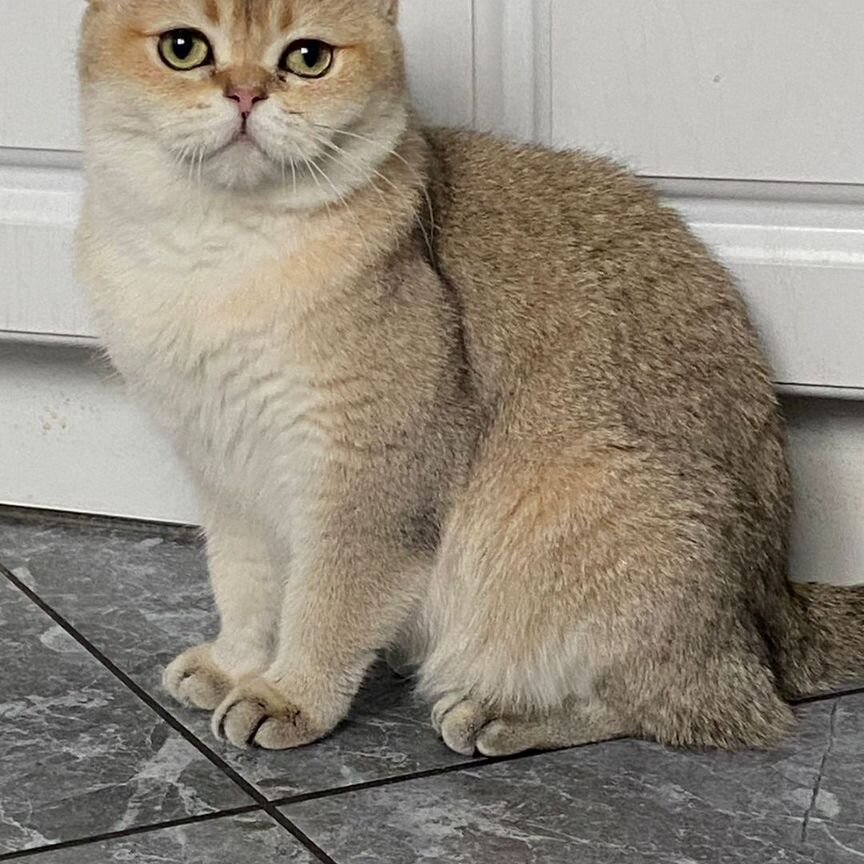 Британская кошечка