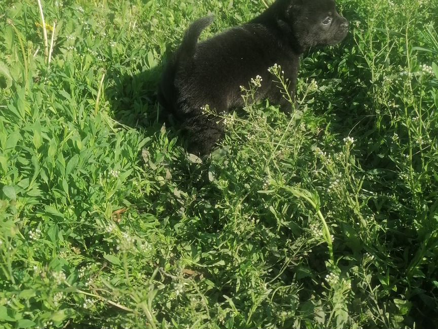 Маленький уголечек мальчишка