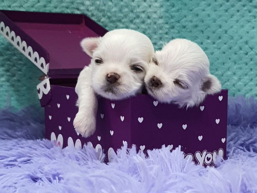 Малыши мальтезе