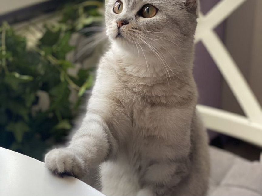 Кошка шотландская вислоухая вязка