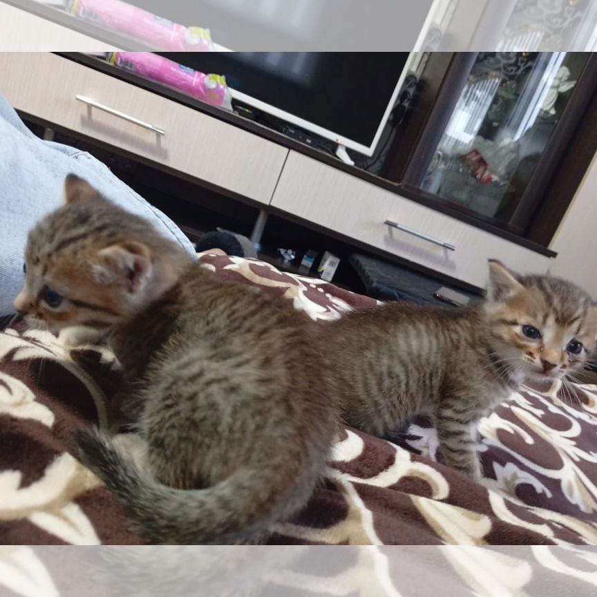 Отдам котят