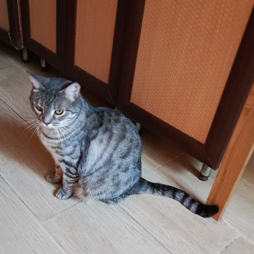 Кошка в добрые руки отдам бесплатно