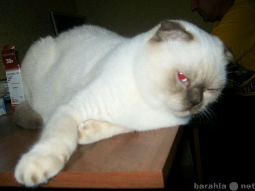 Кот шотландский колорного окраса