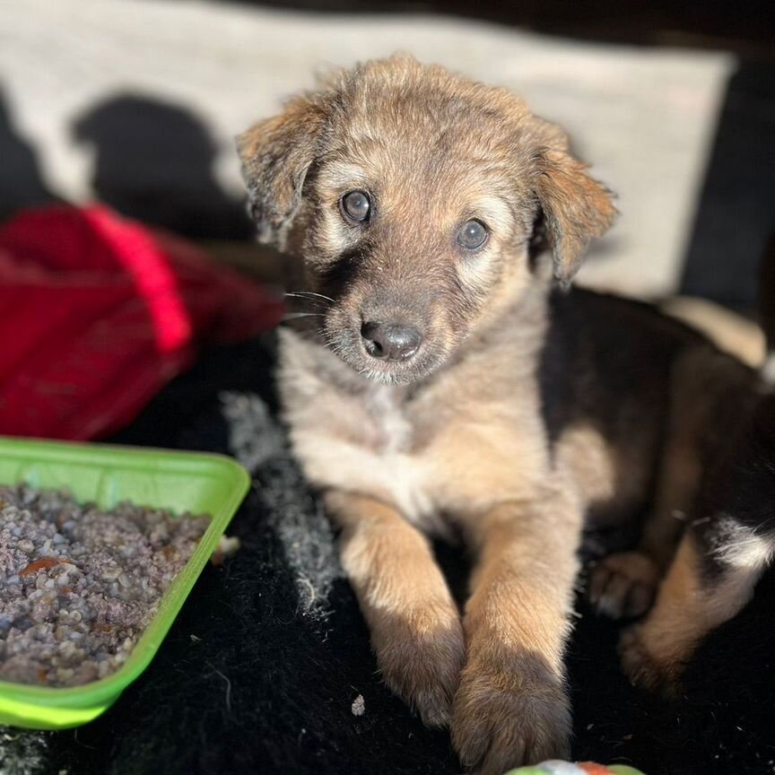 Щенок мальчик живет на улице