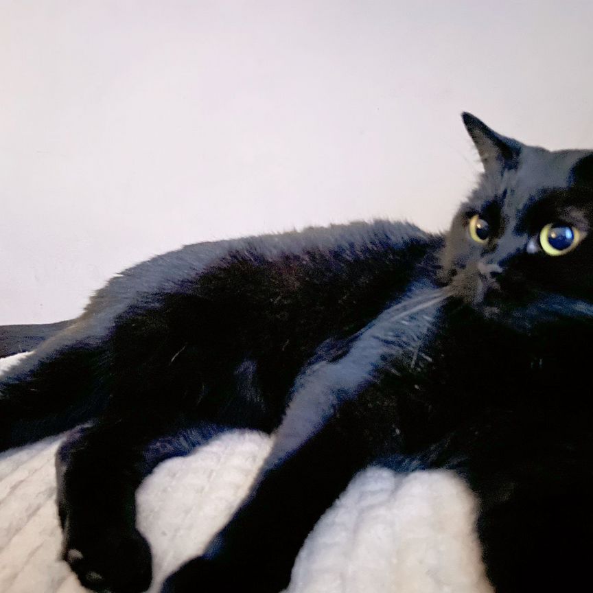 Кошка британка