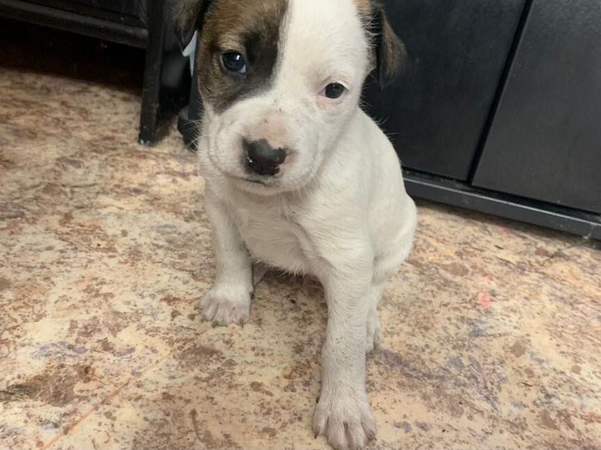 Малыши питбуля