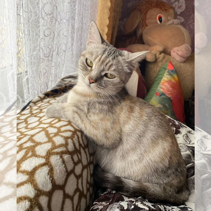 Сибирский котёнок