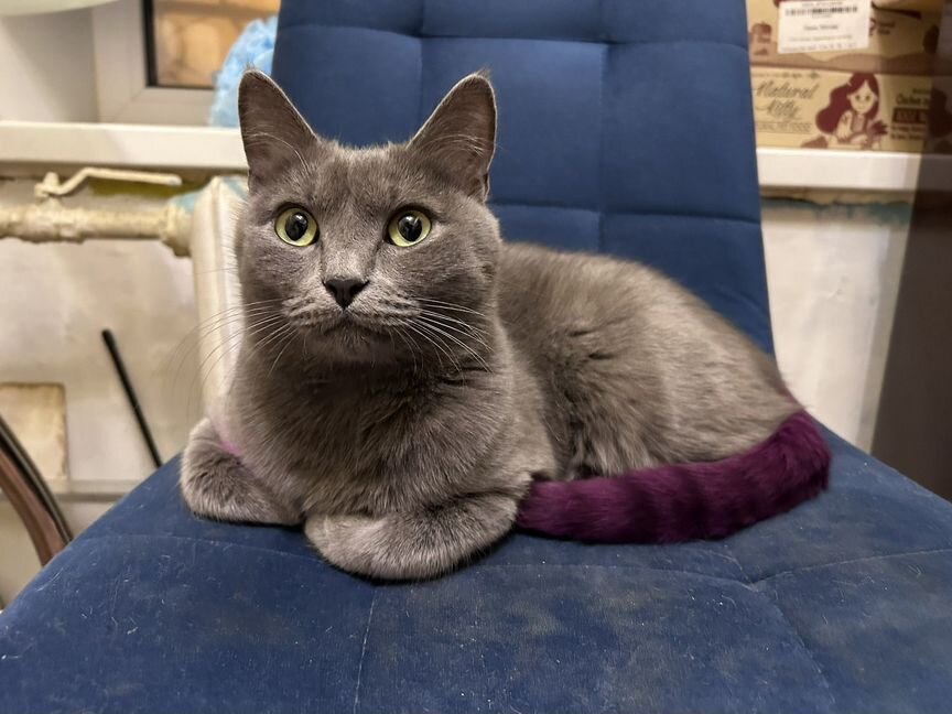 Кошка 1,5 года