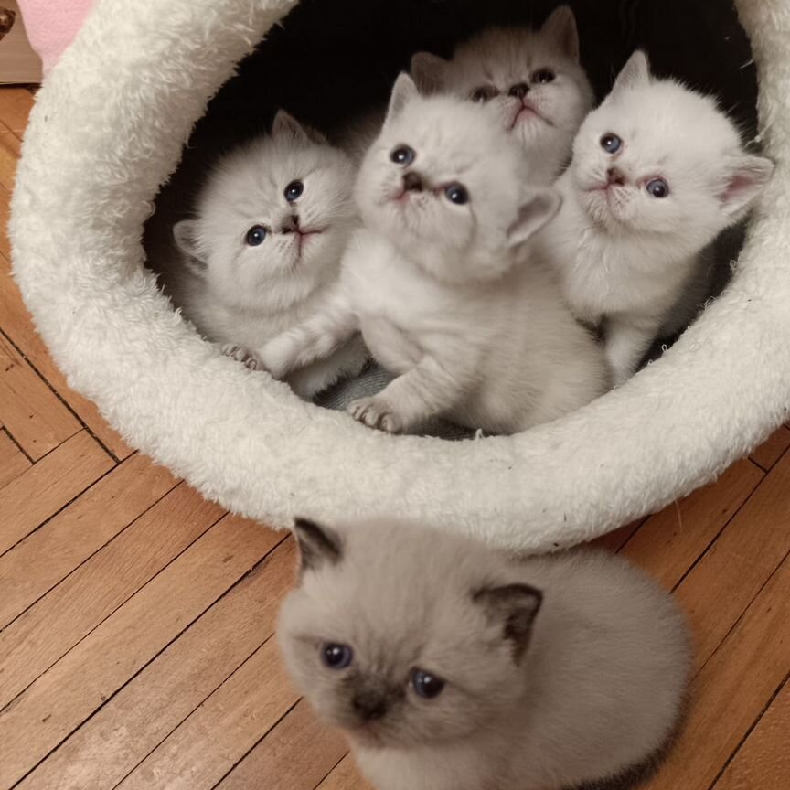 Шотландская