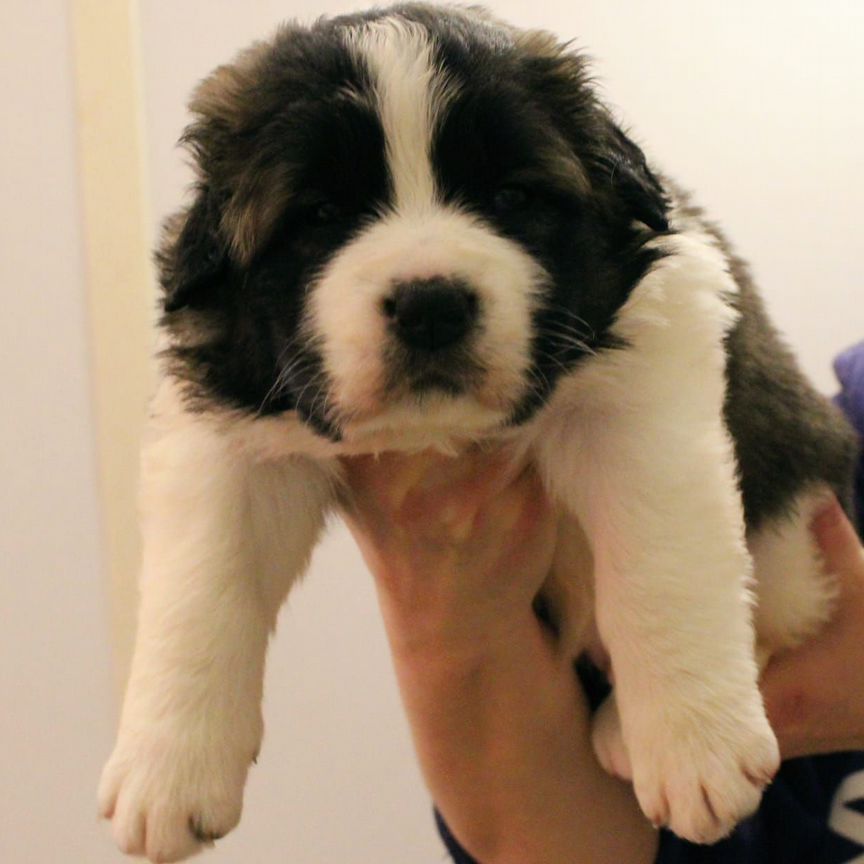 Московская сторожевая