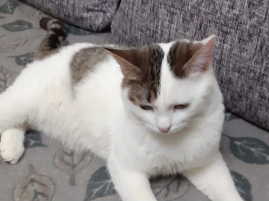 Котёнок Елисей, кастрированый