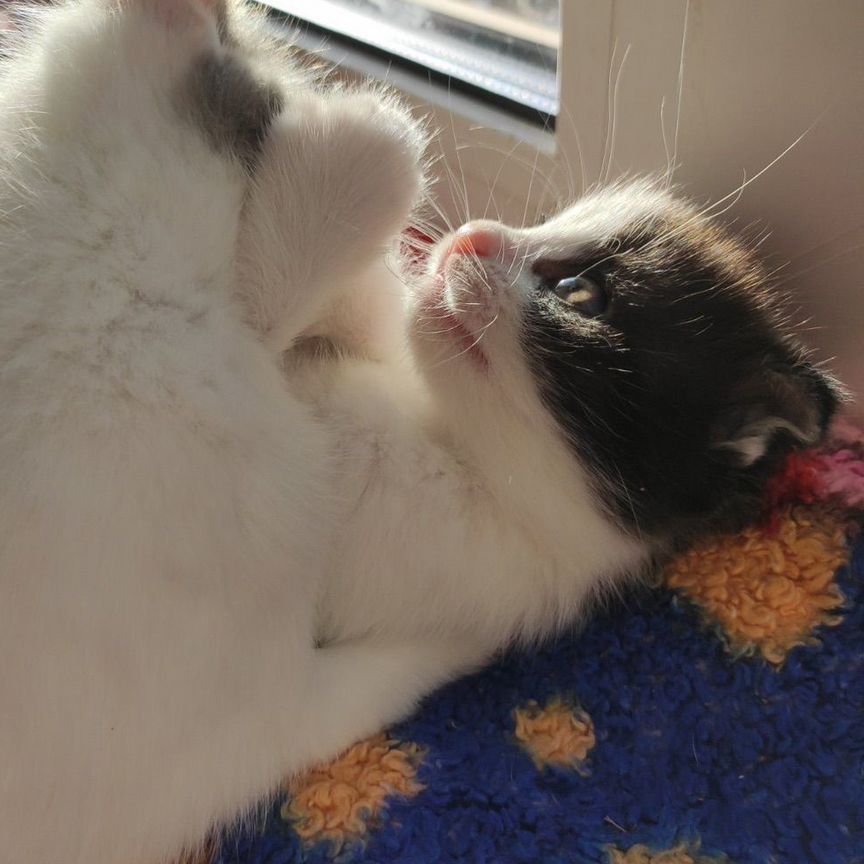 Котята от шотландской мамы