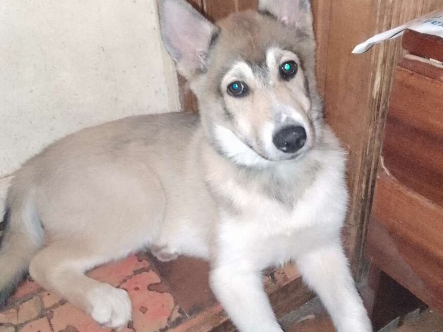 Помесь Лайки и Хаски