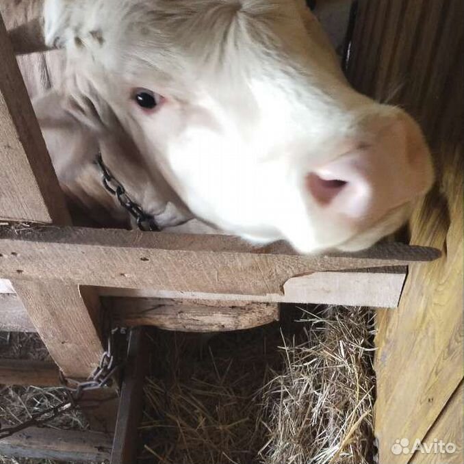 Быки лимузин