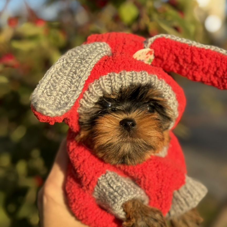 Йорки мини, стандарт