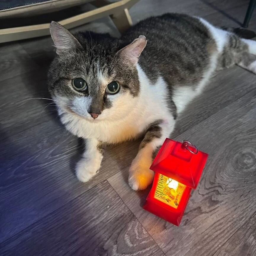 Кот в добрые руки