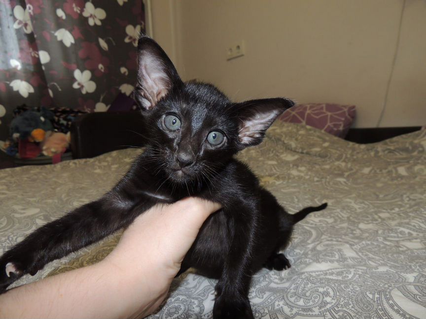 Ориентальная кошка