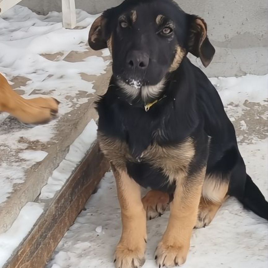 Немецкая овчарка, щенок