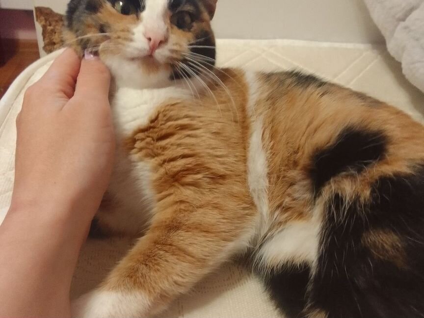 Потерялась кошечка