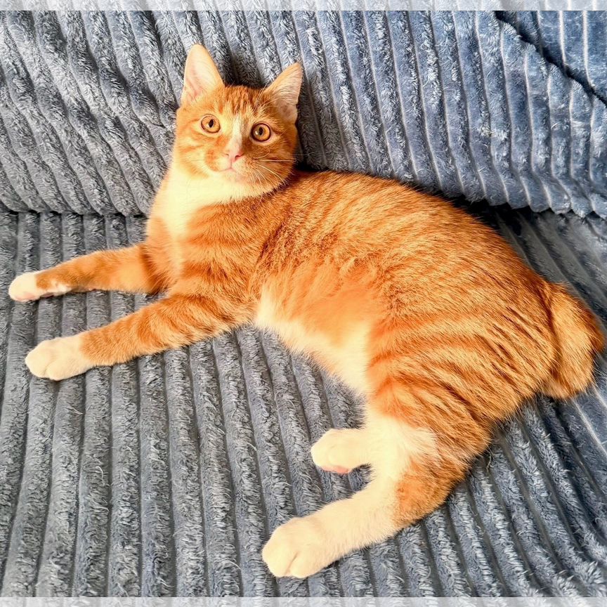 Курильский бобтейл короткошёрстный котёнок