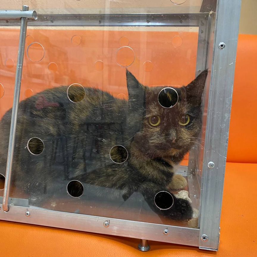 Кошечка ищет семью или выпуск на улицу