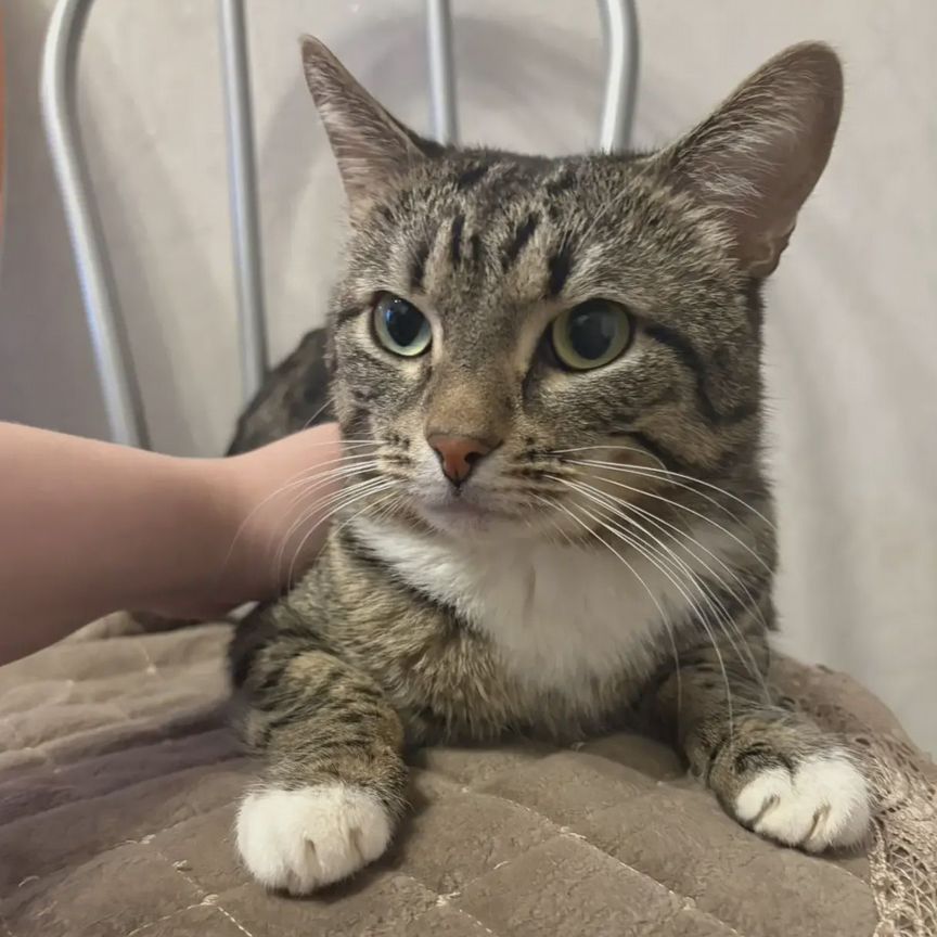 Взрослая кошка в добрые руки