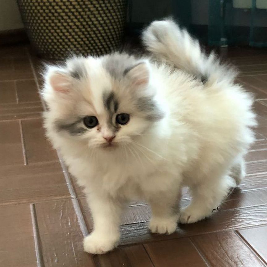 Продам шотландскую кошечку