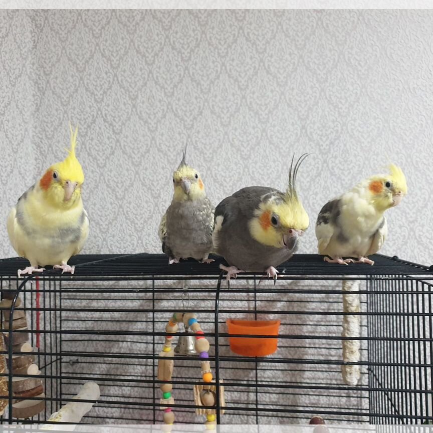 Попугай корелла