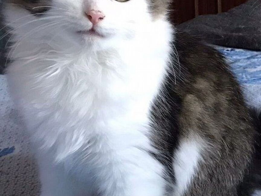 Кошечка Плюша в добрые руки