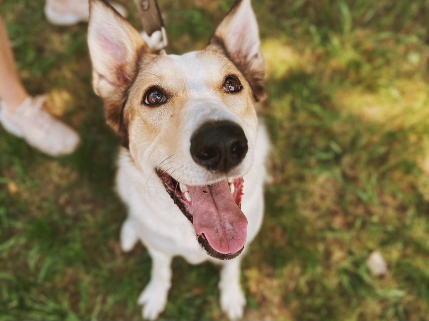 Луша в поиске дома